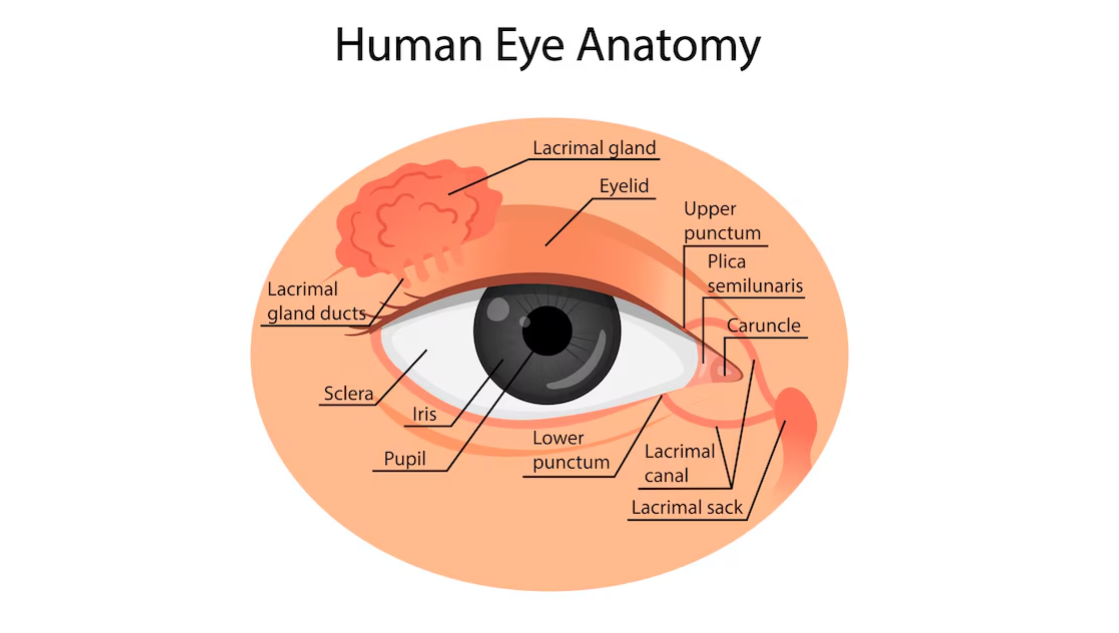 How to Draw a Realistic Eye Step by Step 2024 | Xencelabs